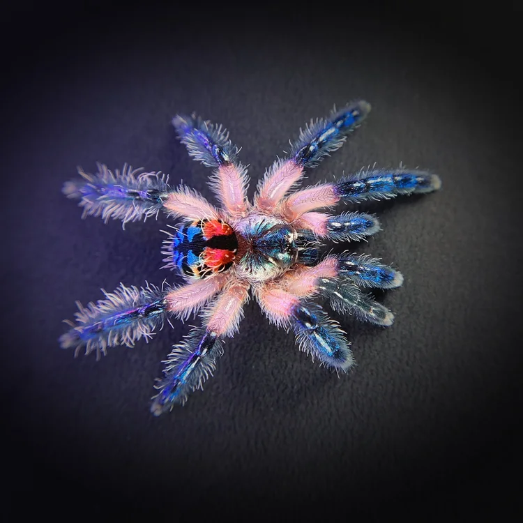 Typhochlaena seladonia — The Tarantula Collective