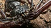 Damon medius — The Tarantula Collective