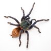Green Bottle Blue Tarantula Care — The Tarantula Collective