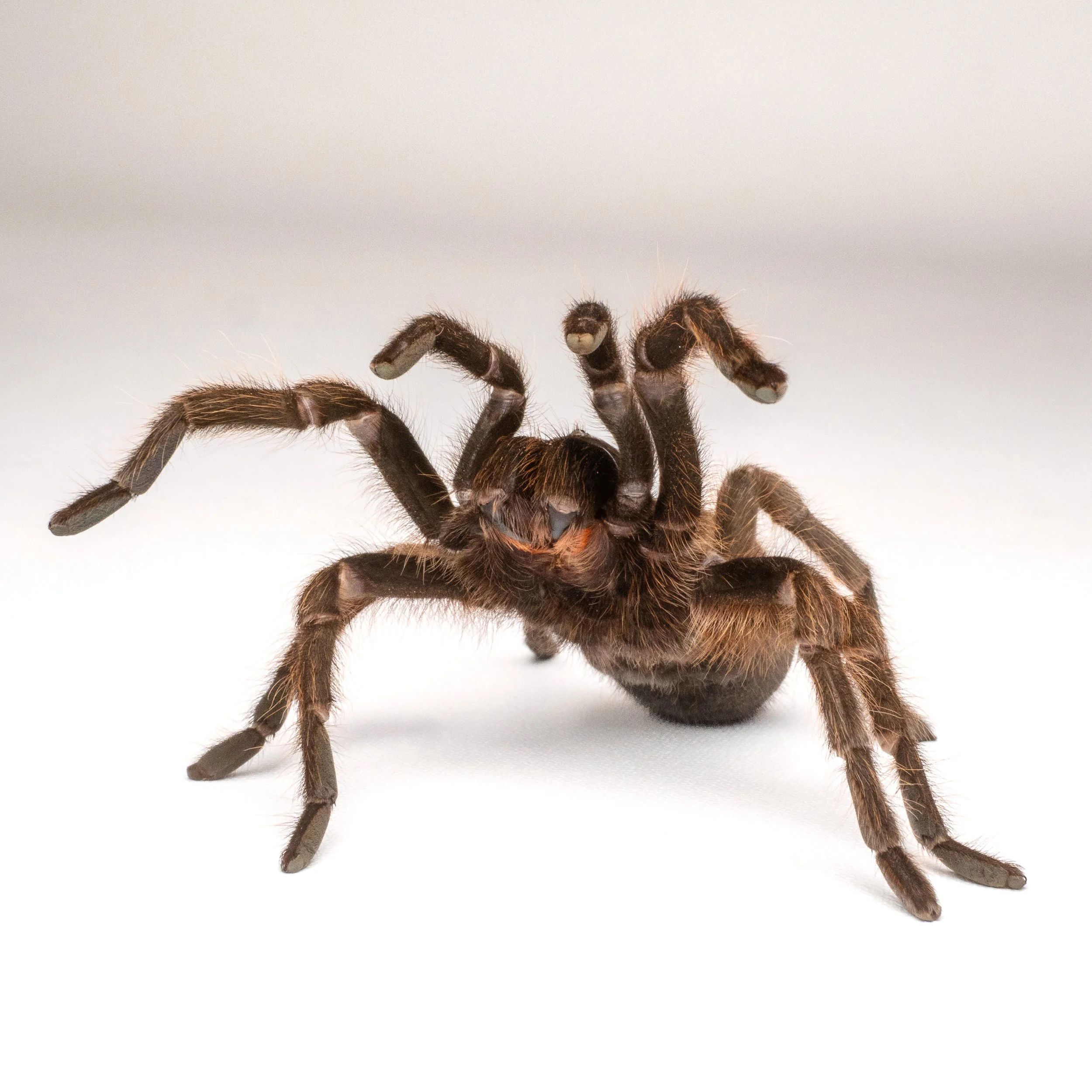 Texas Brown Tarantula (Aphonopelma hentzi) Care — The Tarantula Collective