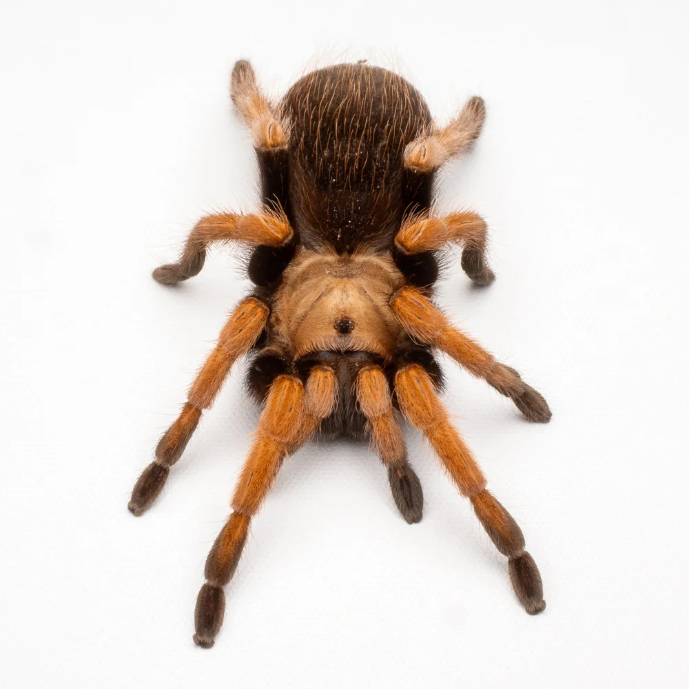 Mexican Blood Leg Tarantula (Aphonopelma bicoloratum) Care — The ...