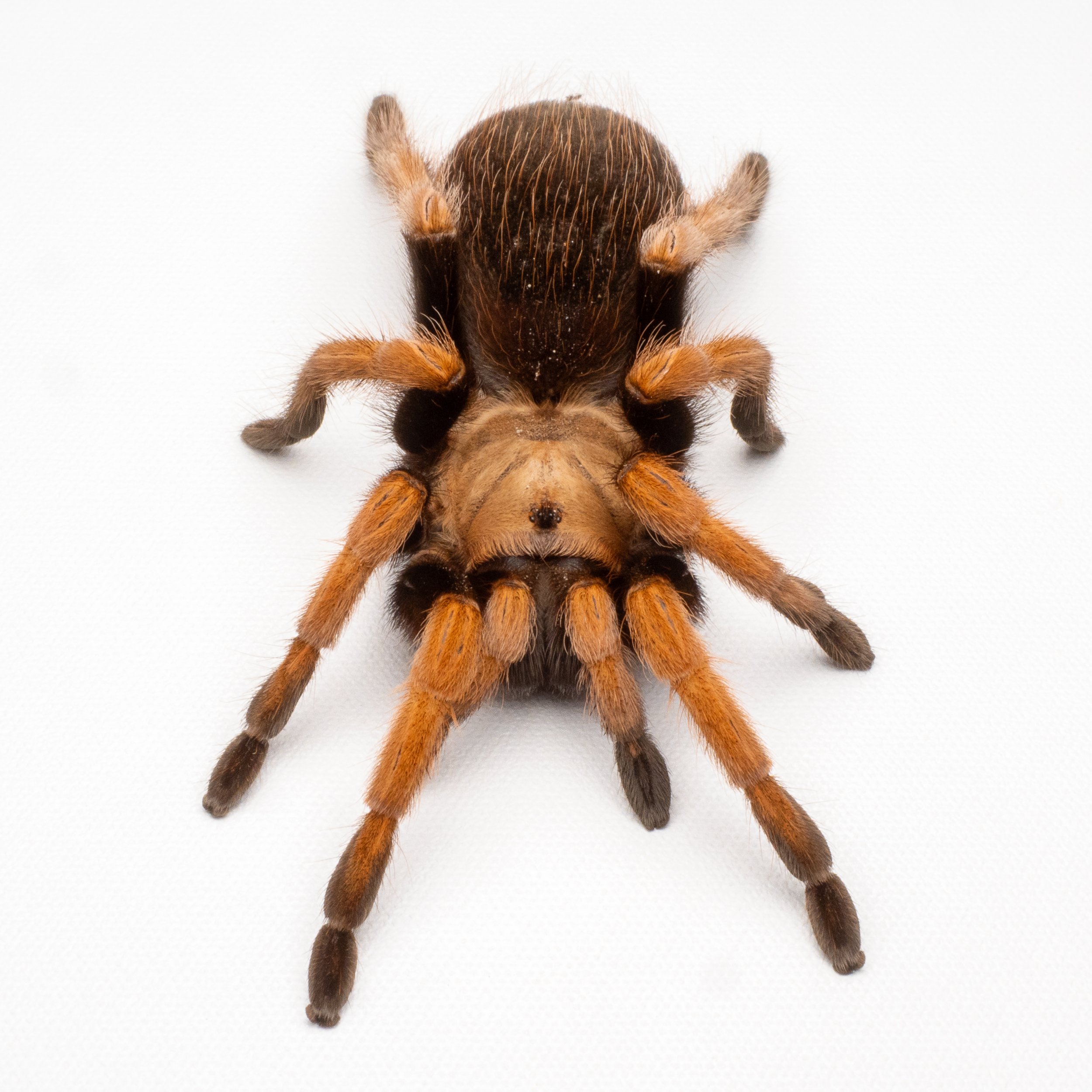 Mexican Blood Leg Tarantula (Aphonopelma bicoloratum) Care — The ...