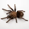 Aphonopelma anax — The Tarantula Collective