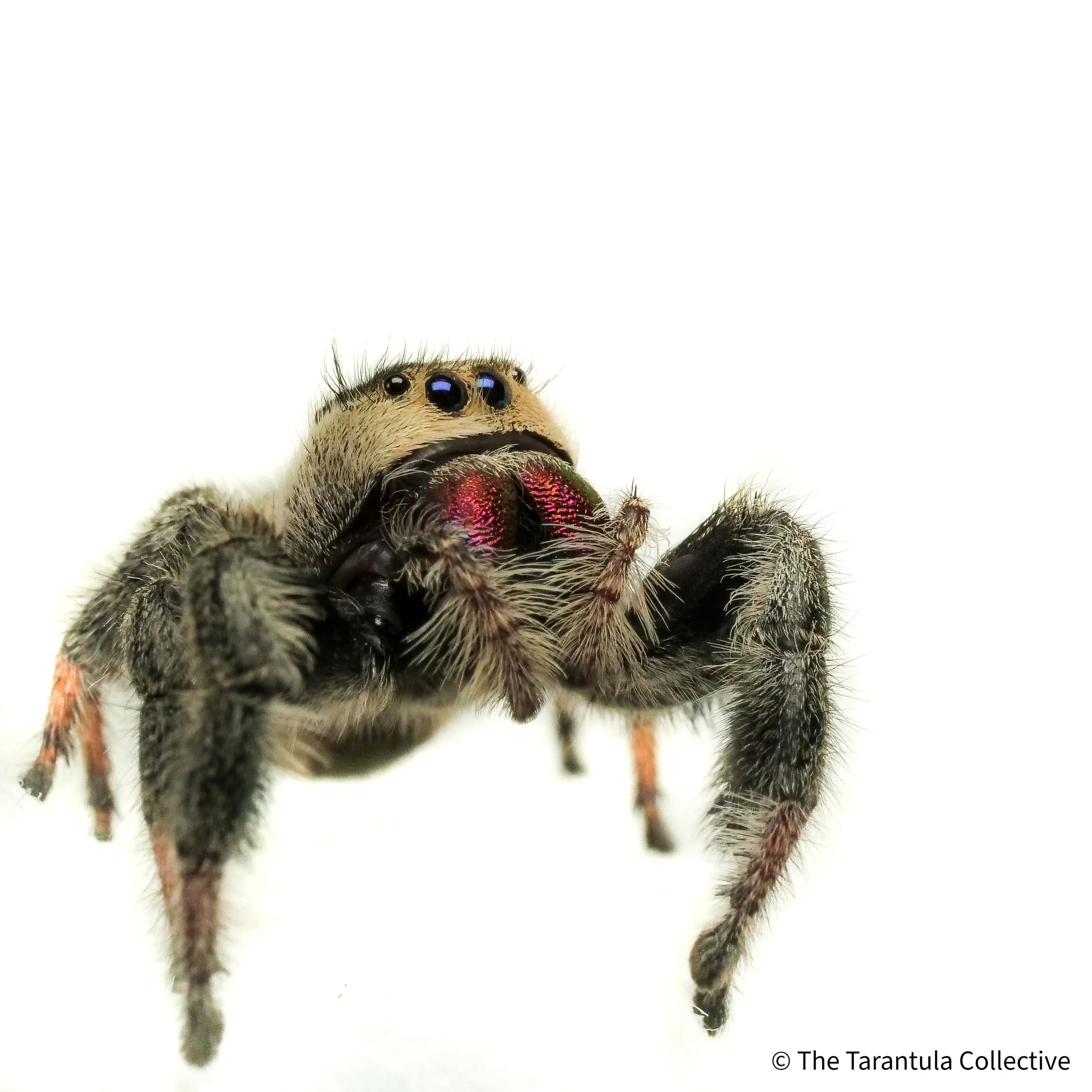 Phidippus regius — The Tarantula Collective