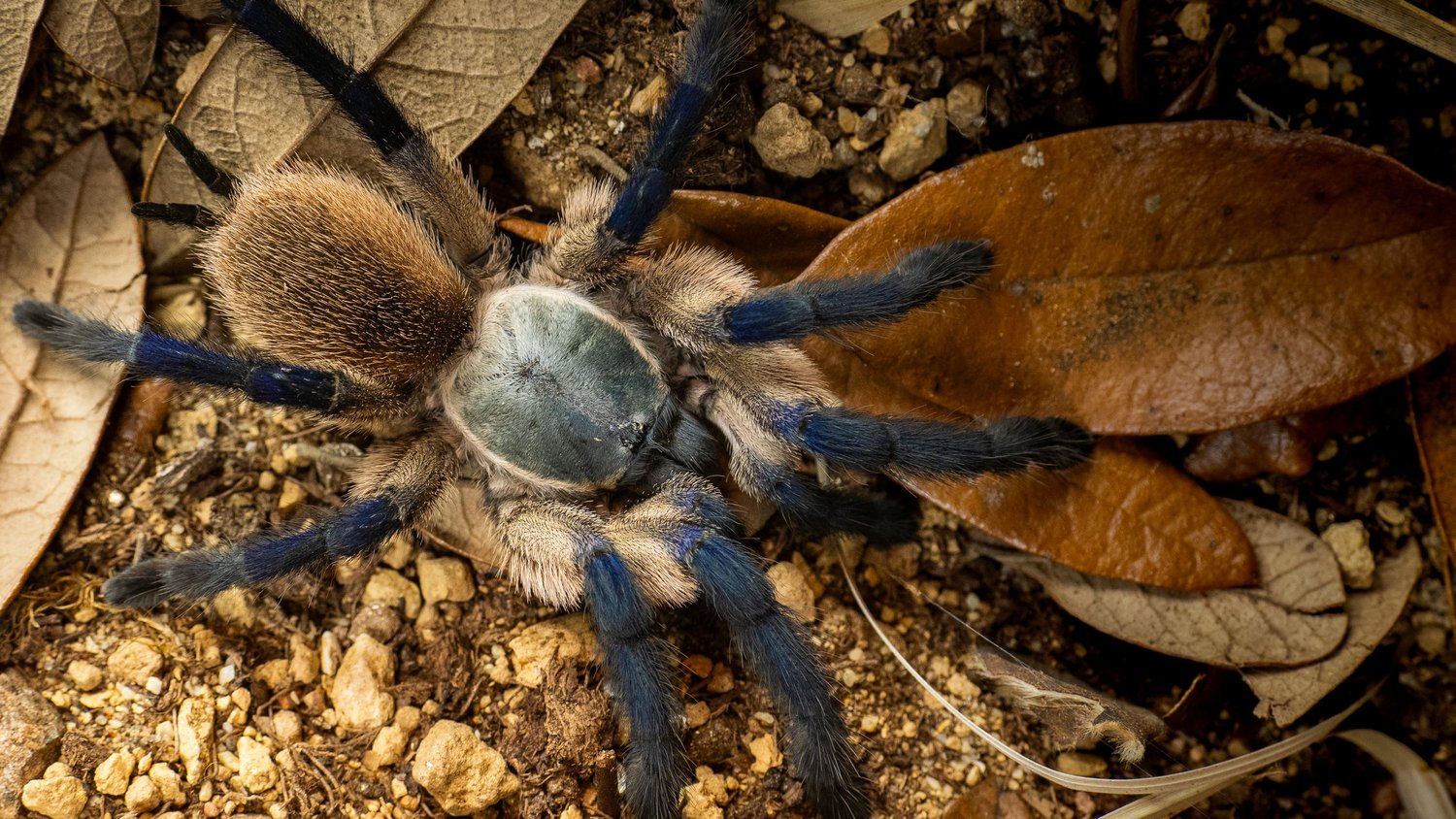 Vitalius chromatus — The Tarantula Collective