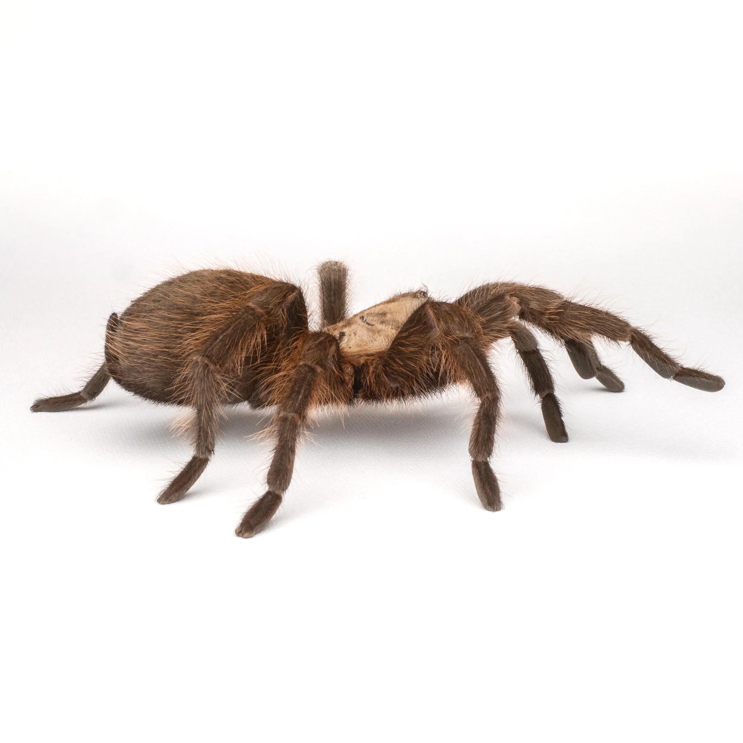 Texas Brown Tarantula (Aphonopelma hentzi) Care — The Tarantula Collective