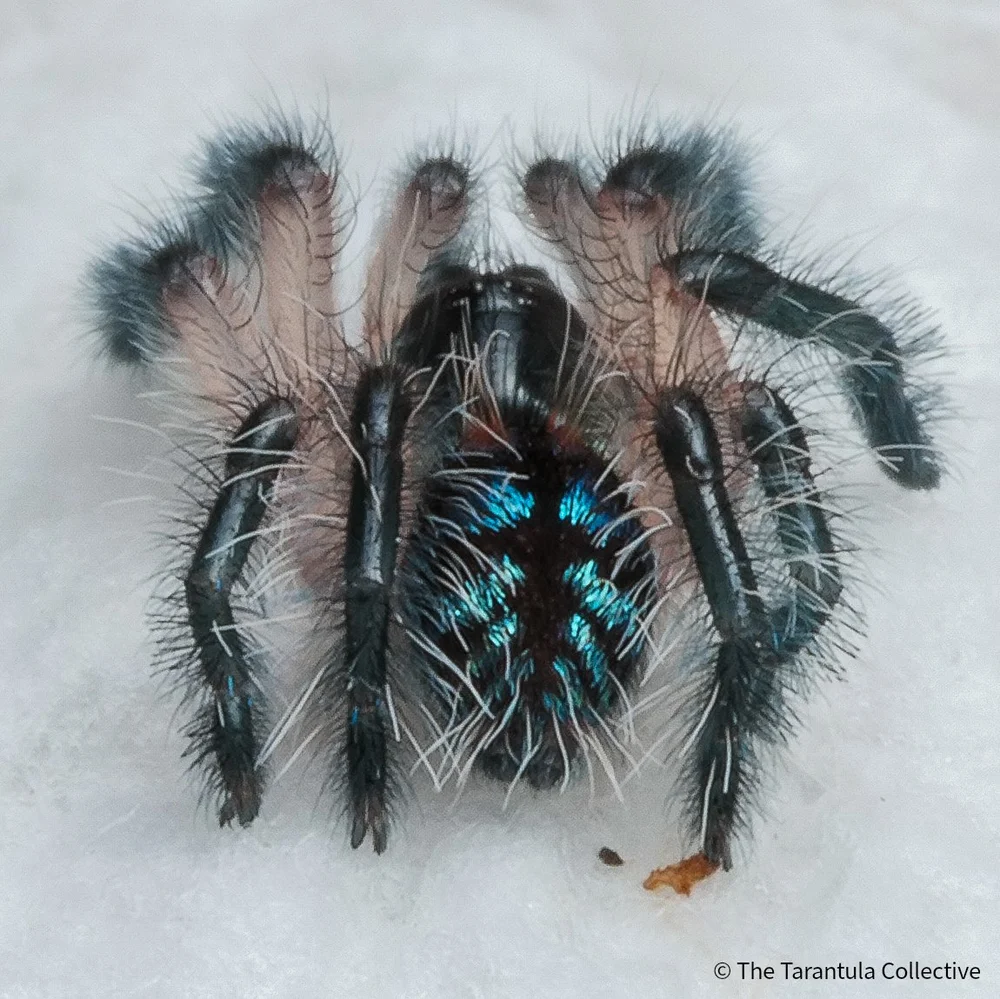 Typhochlaena seladonia — The Tarantula Collective