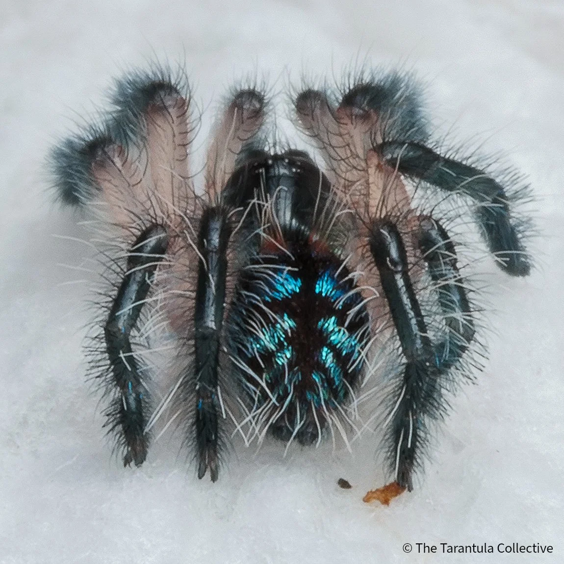 Typhochlaena seladonia — The Tarantula Collective