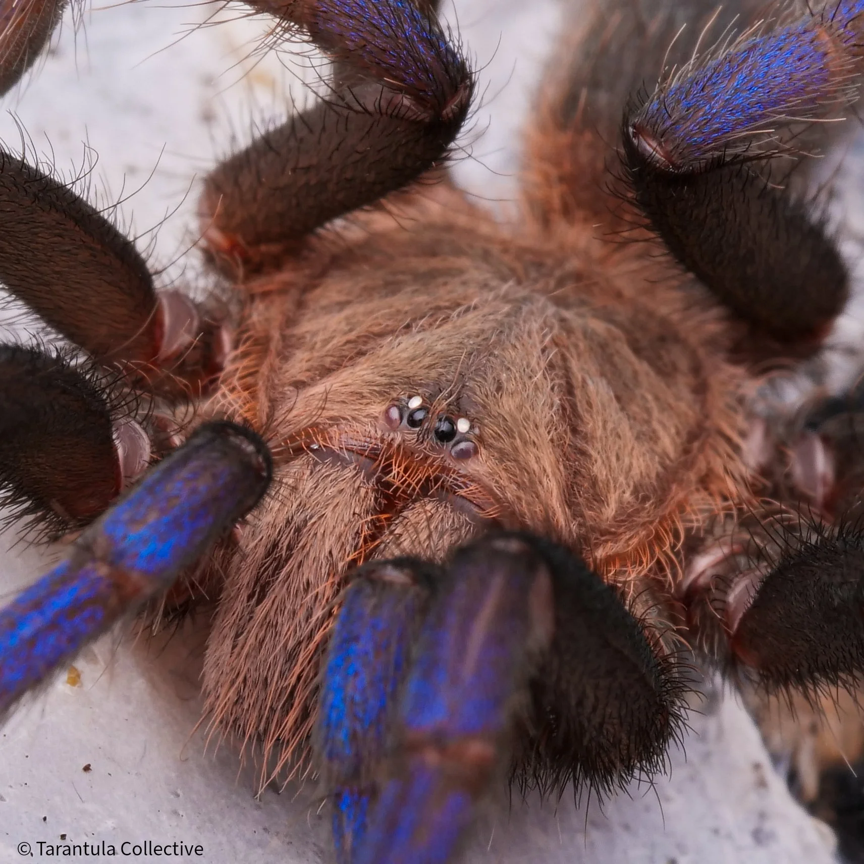 Birupes simoroxigorum — The Tarantula Collective