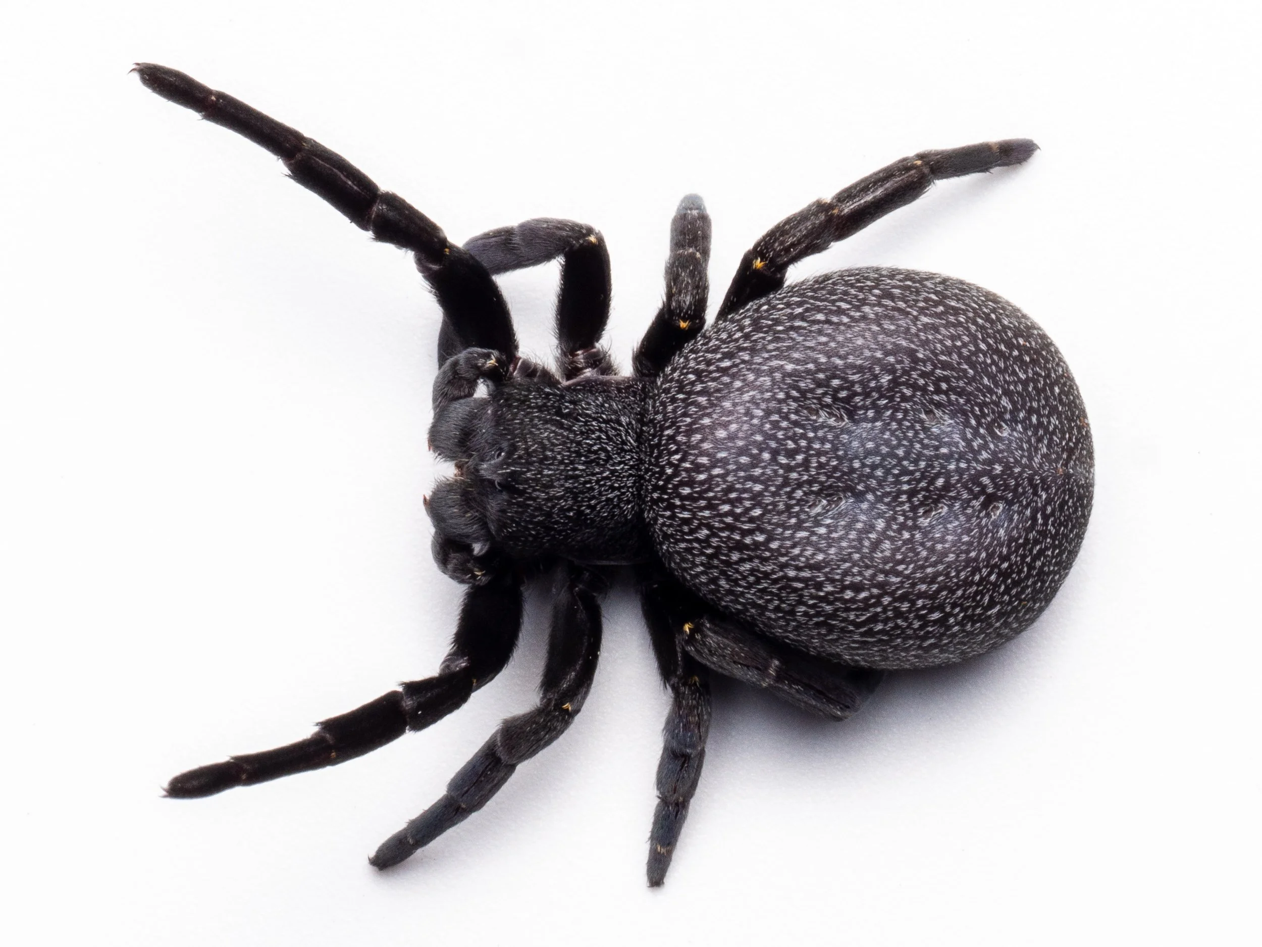 Eresus walckenaeri — The Tarantula Collective