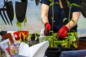 Community Garden — Belfast YMCA