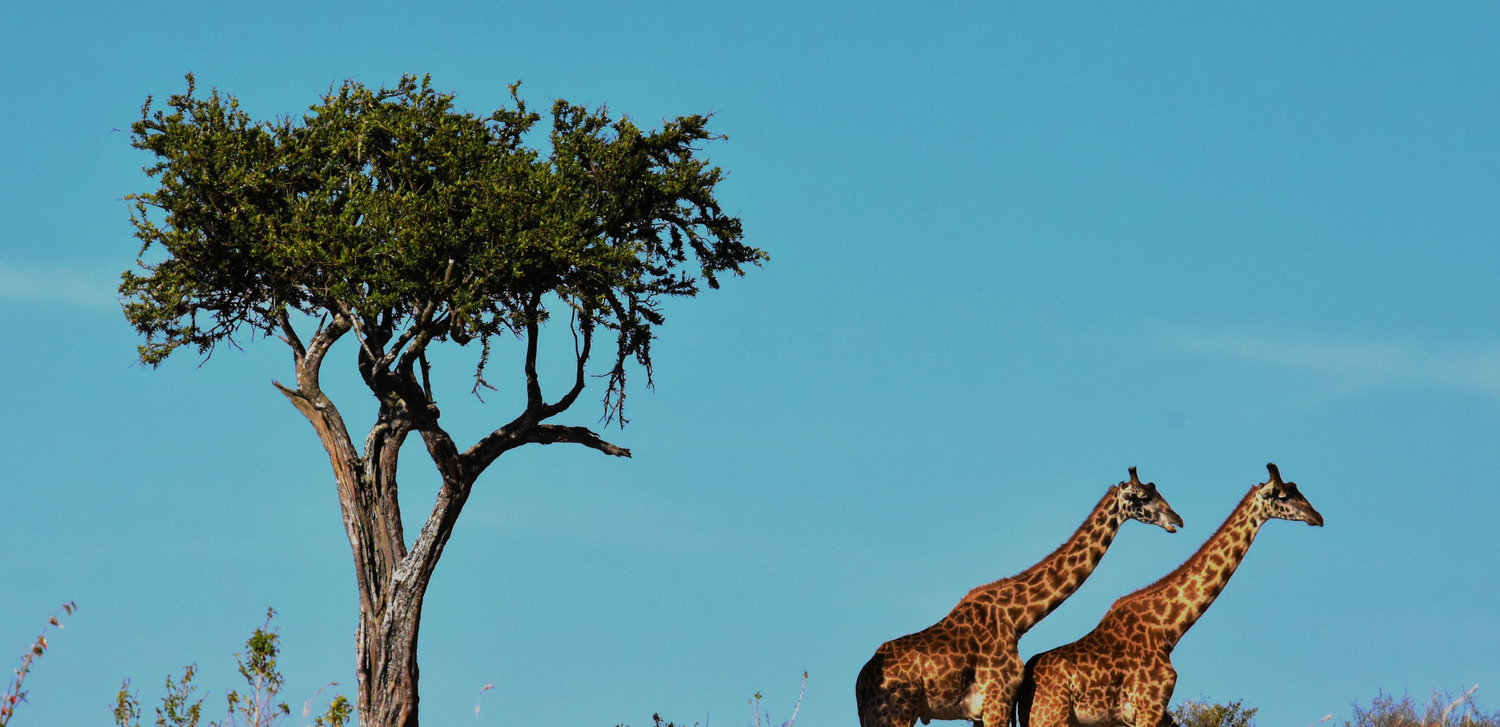 Empowering Girls Through Education: Meet Our Team | AGHF - AGHF