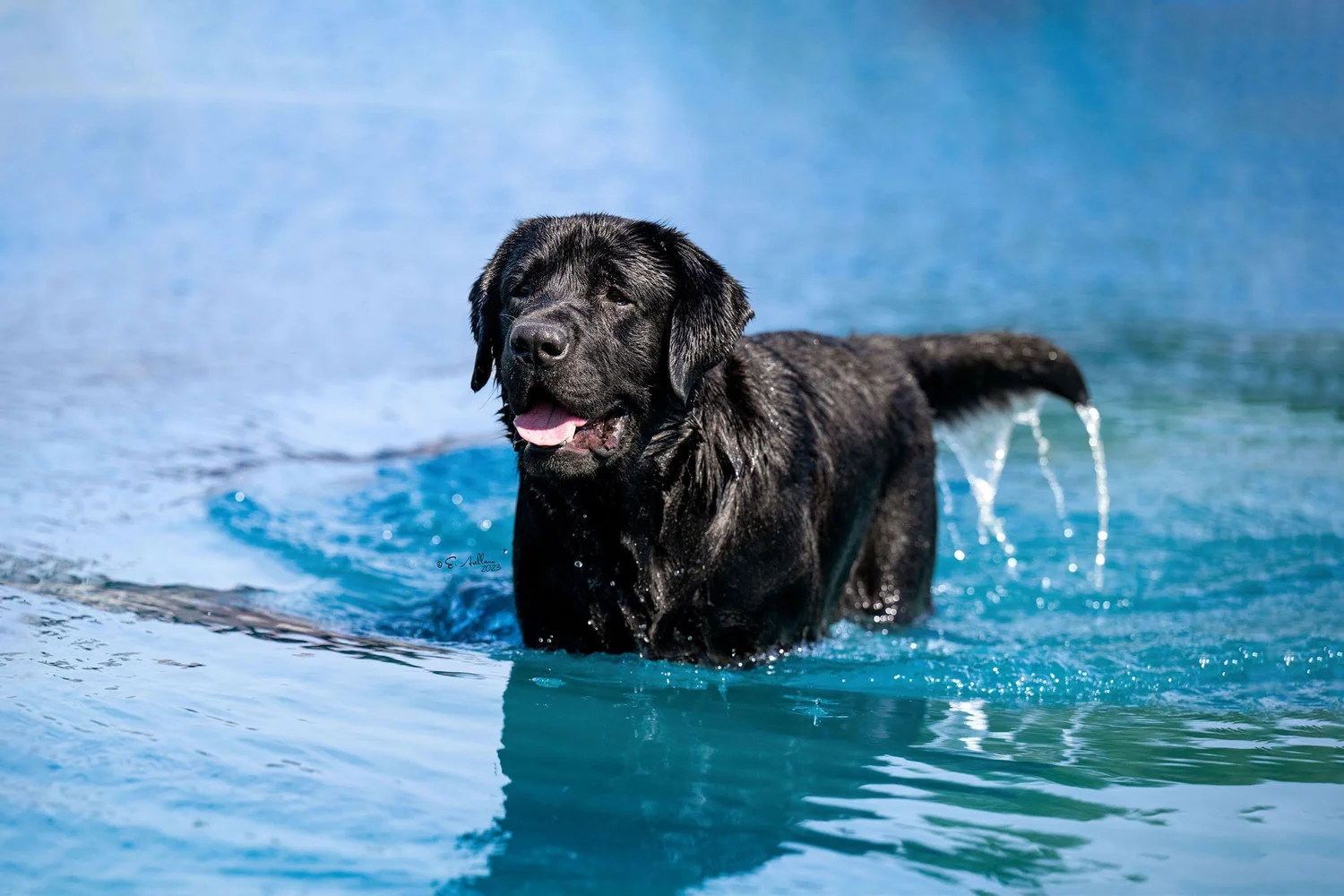English Chocolate Labs in TN — Smoky Mountain Labradors