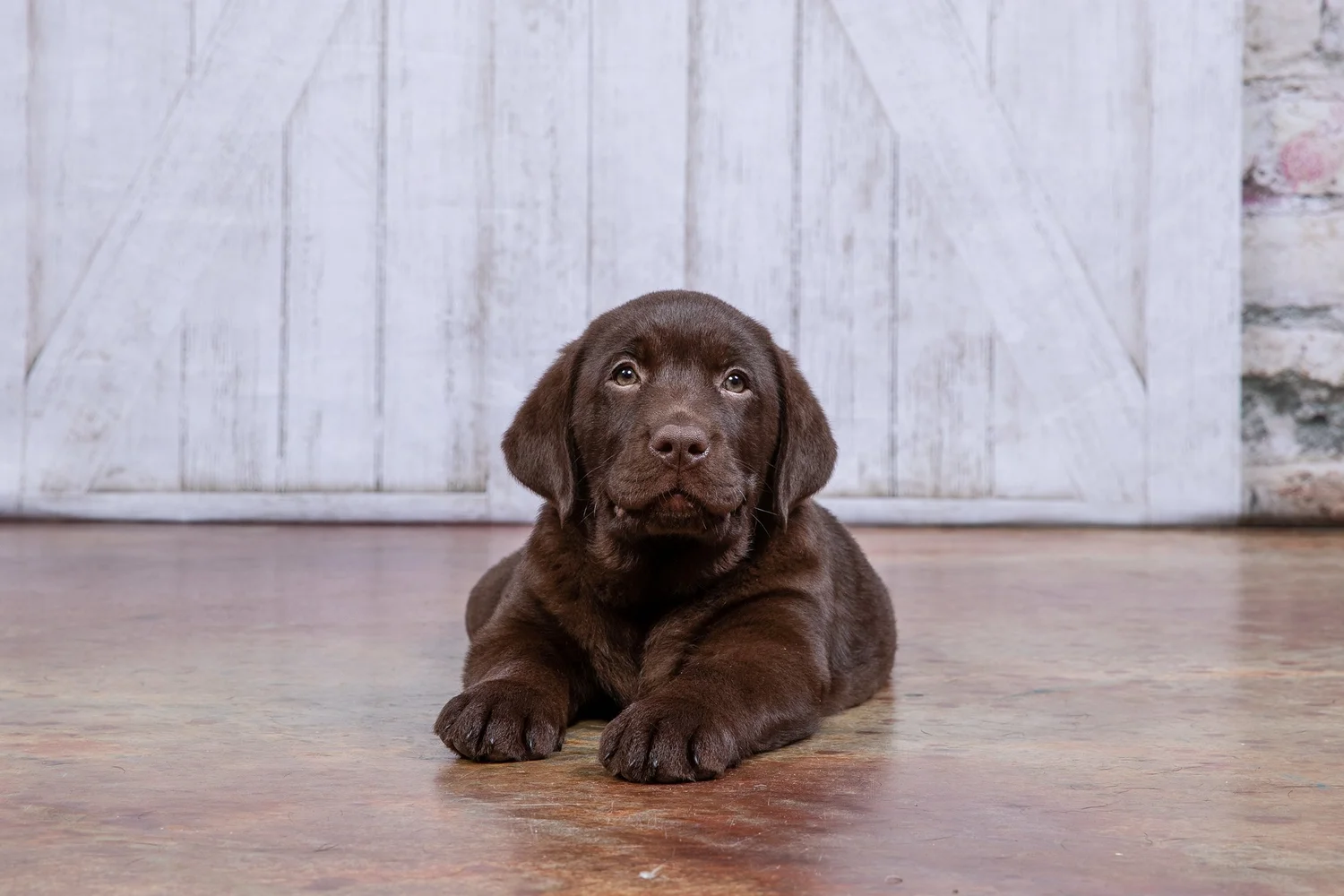 Cost of a Labrador Puppy — Smoky Mountain Labradors