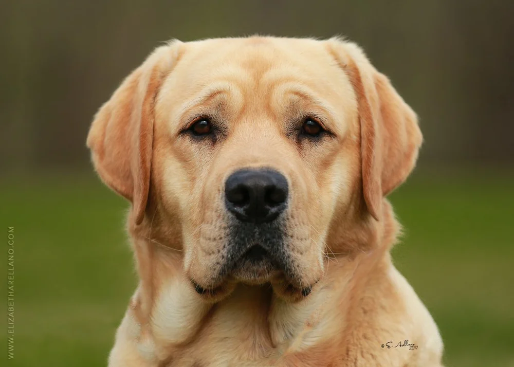 White English Labradors — Smoky Mountain Labradors