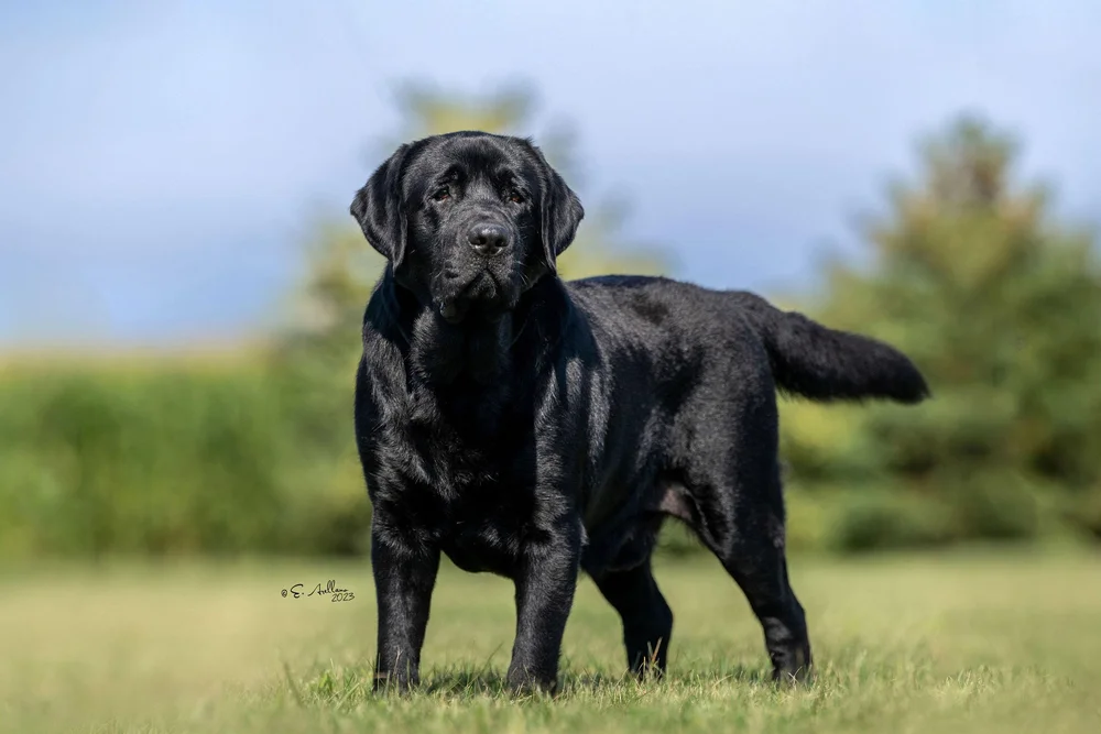 "Dude" - Our Visiting Labrador — Smoky Mountain Labradors