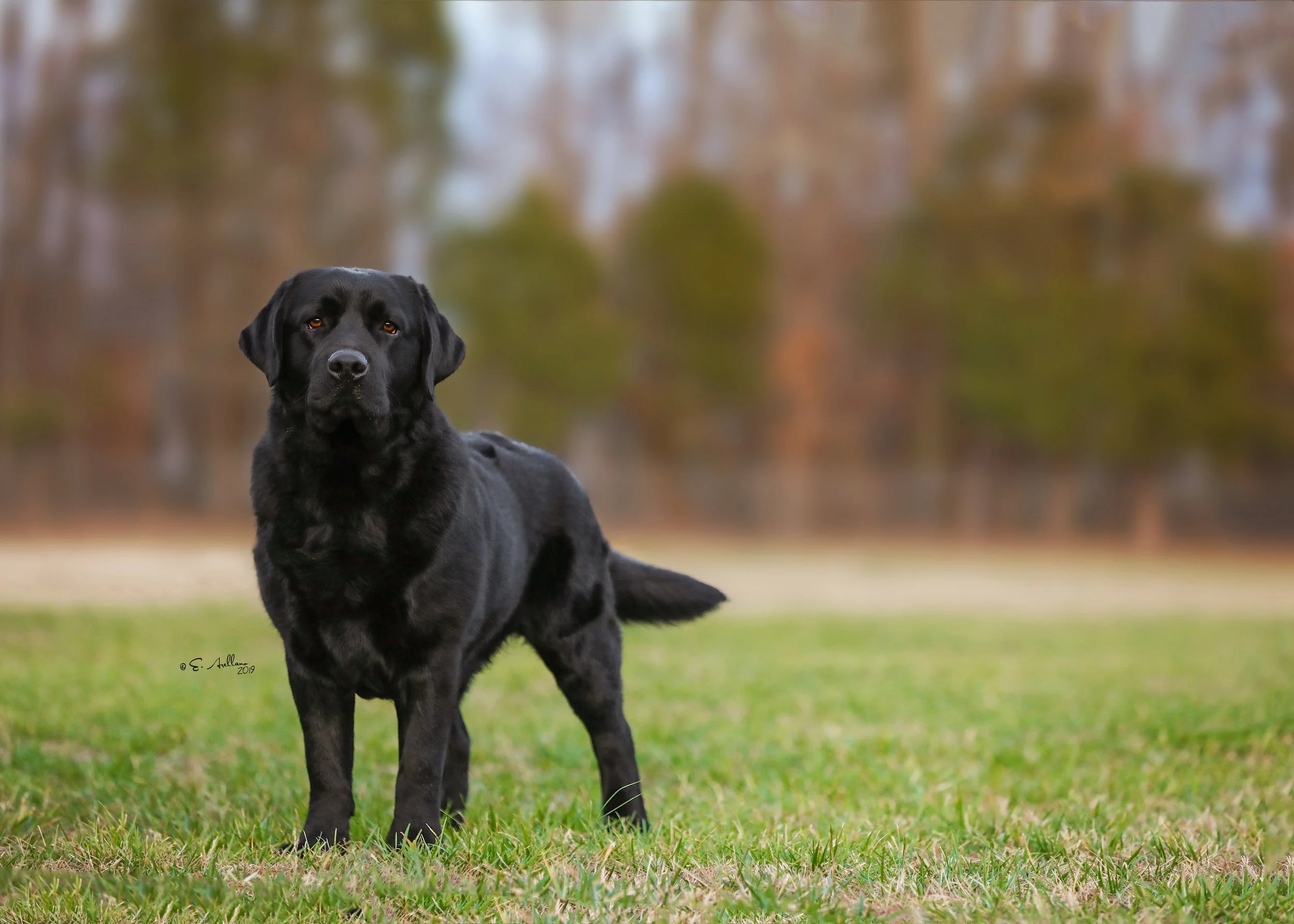 English Labrador Girls — Smoky Mountain Labradors