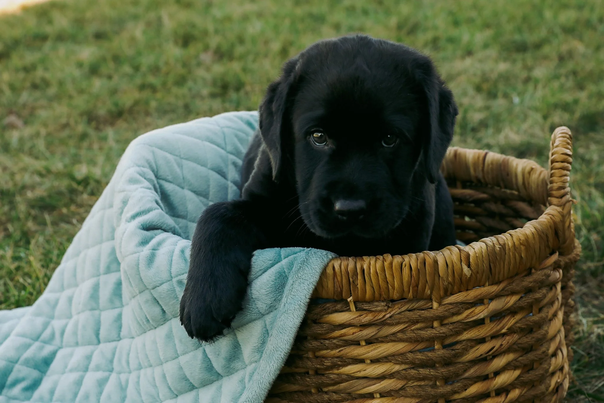 The Truth Behind the Popular Breed: The English Lab Puppy - Is it the ...