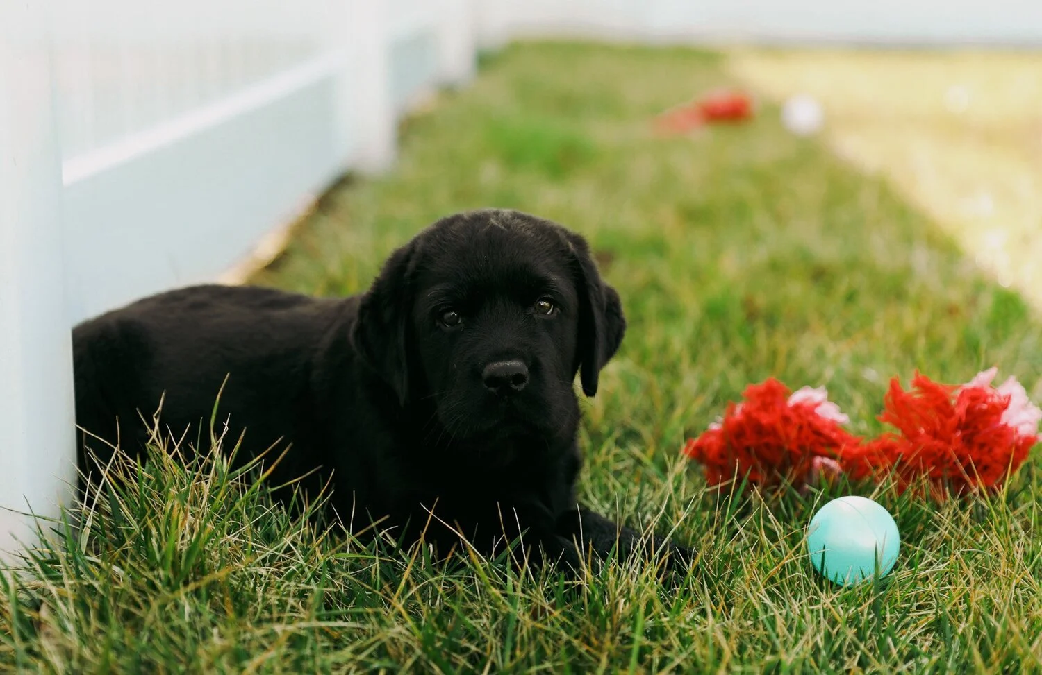 Smoky Mountain Labradors Blog — Smoky Mountain Labradors
