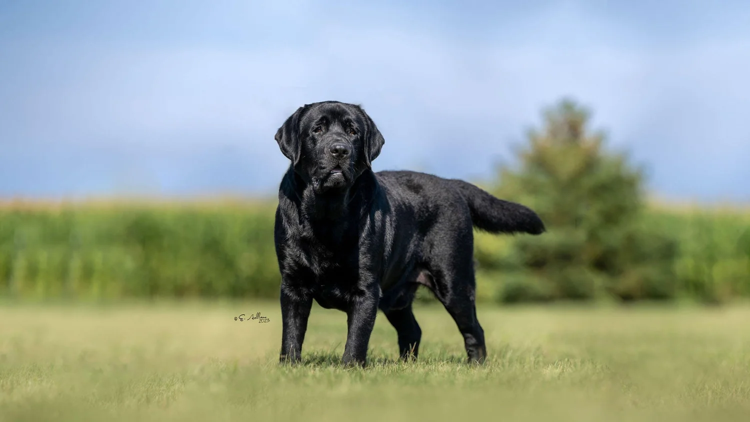 "Dude" - Our Visiting Labrador — Smoky Mountain Labradors