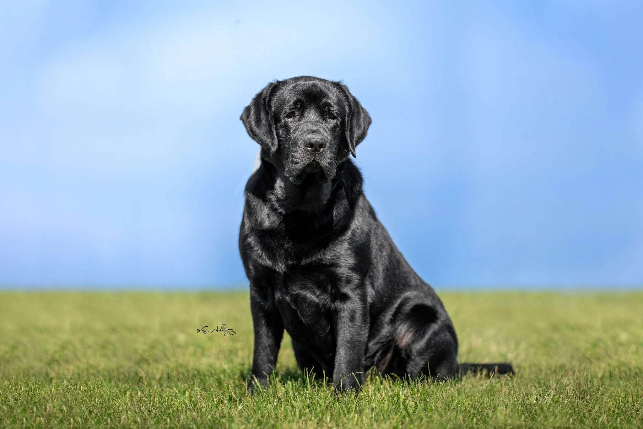 "Dude" - Our Visiting Labrador — Smoky Mountain Labradors