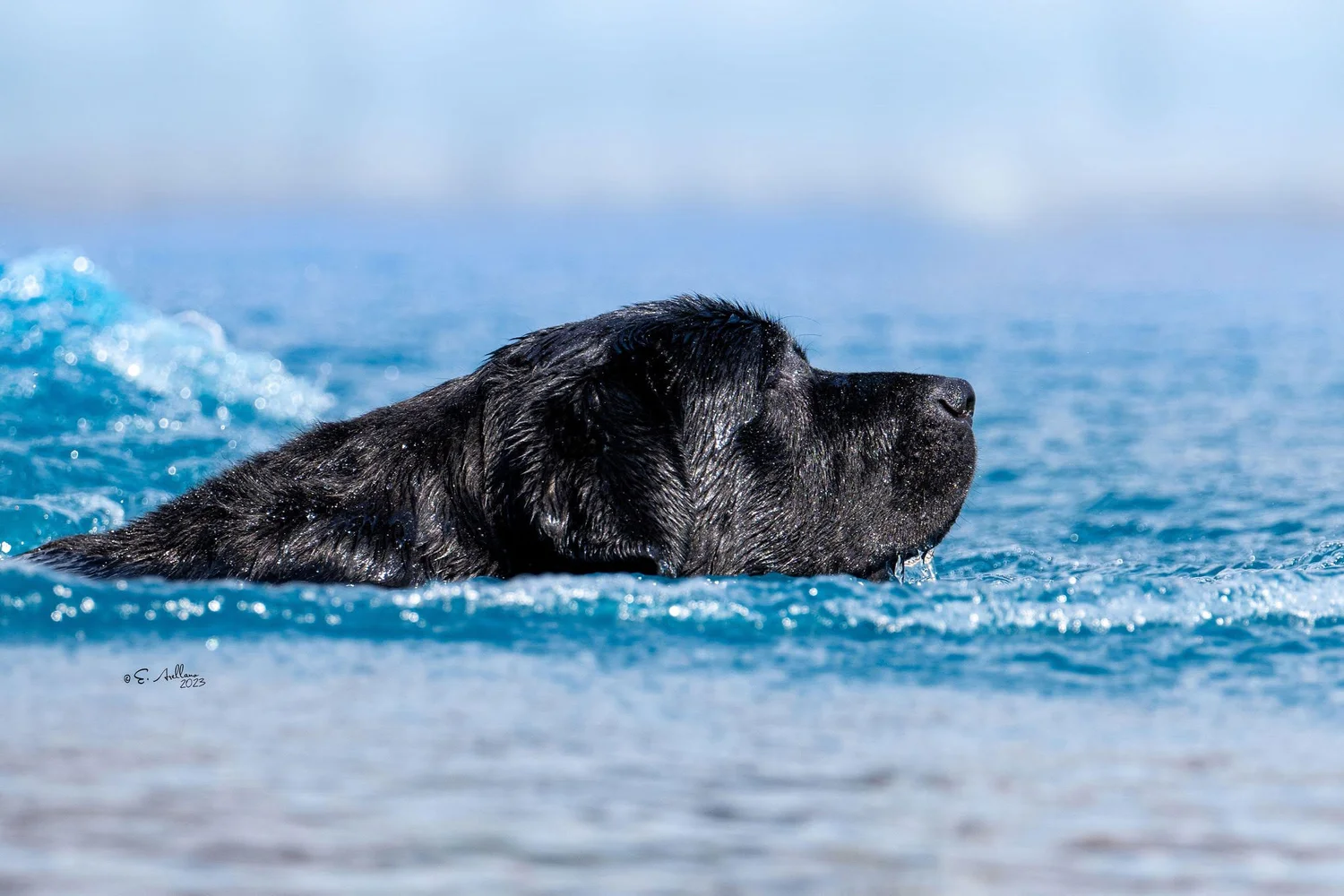 "Dude" - Our Visiting Labrador — Smoky Mountain Labradors