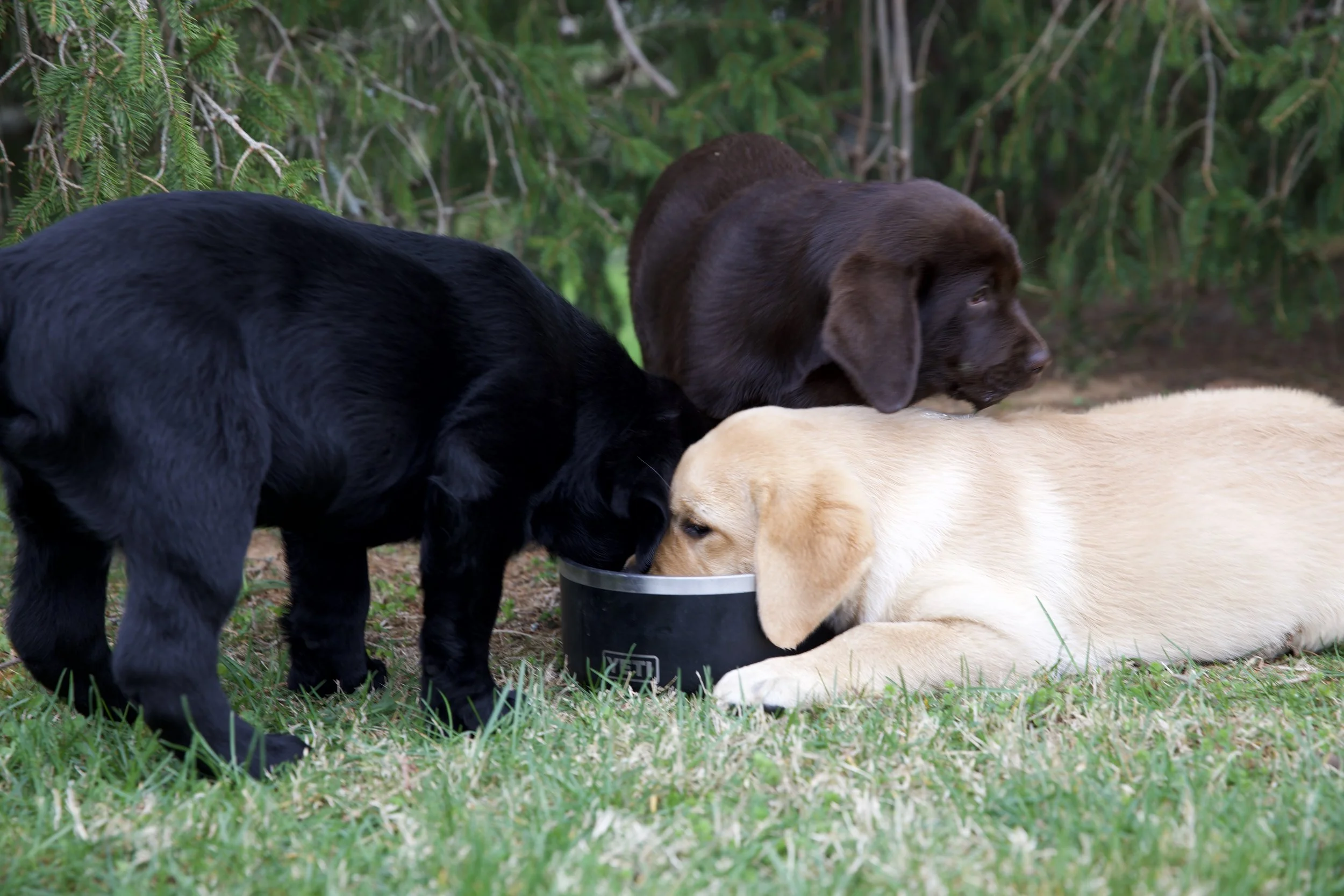 English Lab Puppy Training — Smoky Mountain Labradors