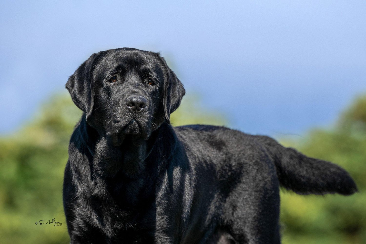 "Dude" - Our Visiting Labrador — Smoky Mountain Labradors