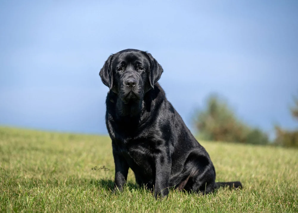 "Dude" - Our Visiting Labrador — Smoky Mountain Labradors