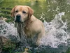 How Long Do English Labradors Live?