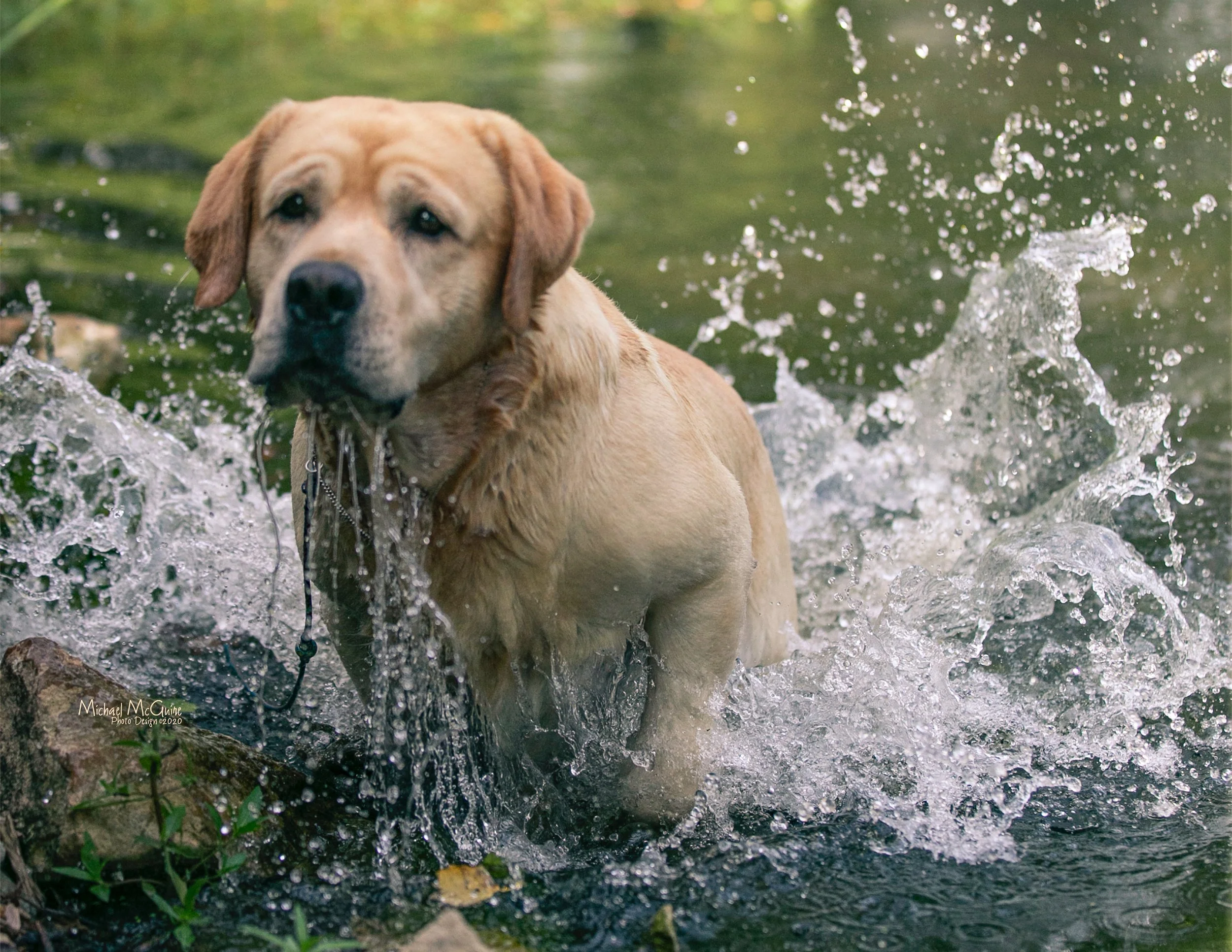 English Labrador Puppies | Seattle, WA | Smoky Mtn Labradors — Smoky ...