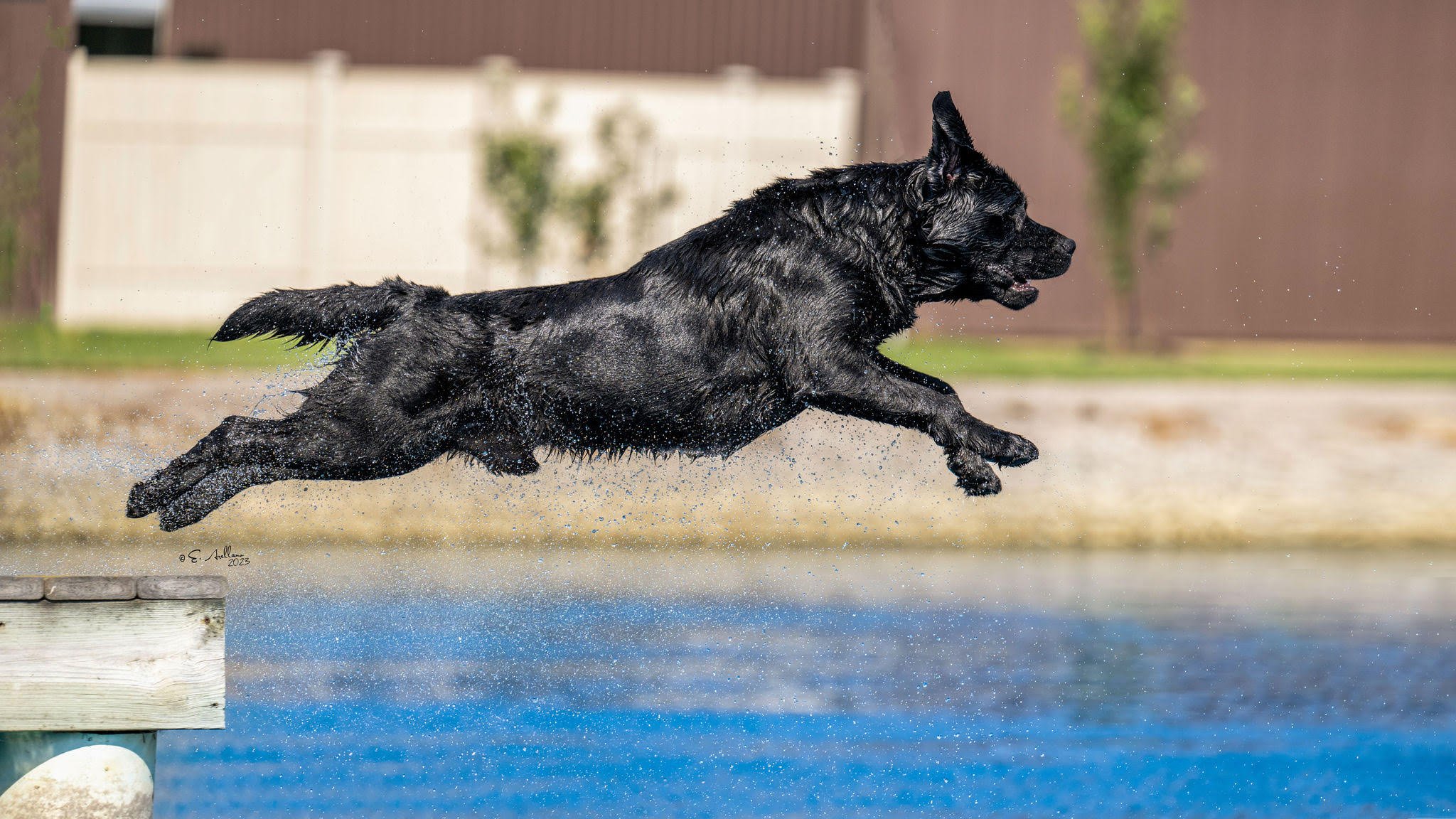 "Dude" - Our Visiting Labrador — Smoky Mountain Labradors
