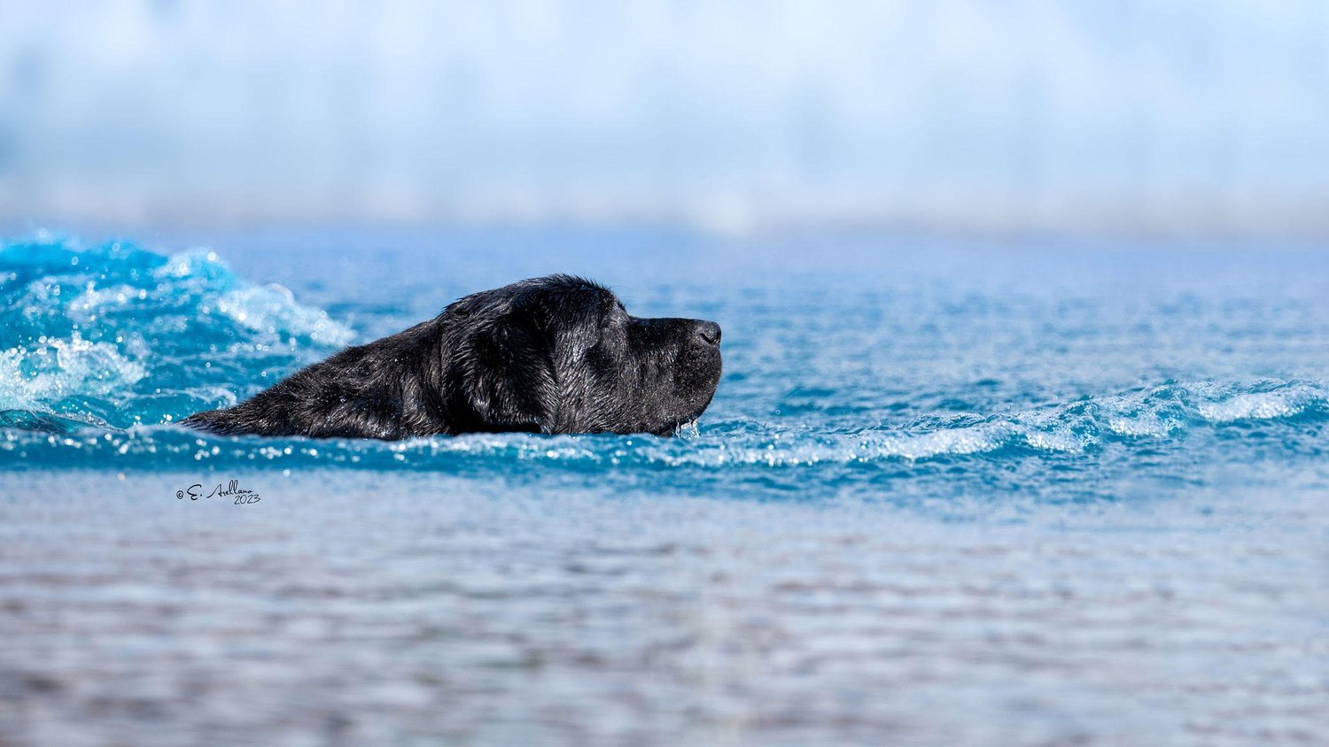 "Dude" - Our Visiting Labrador — Smoky Mountain Labradors