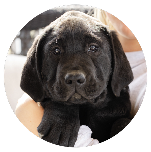 English Lab Puppy Training — Smoky Mountain Labradors