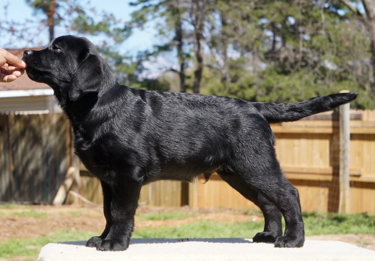 Smoky Mountain Labradors | Our Story & AKC English Labs