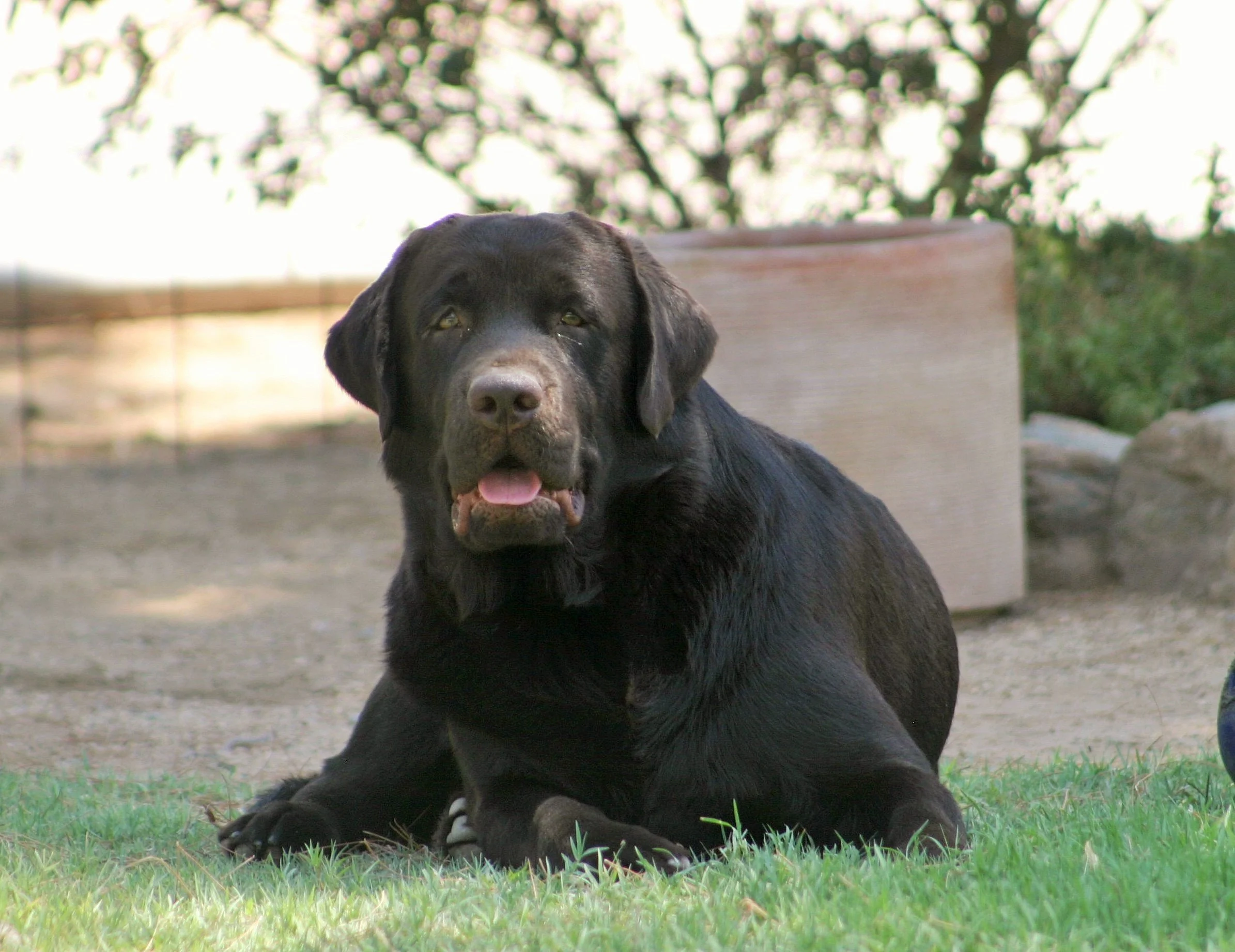 "Jolly" - Our Friendly Labrador — Smoky Mountain Labradors