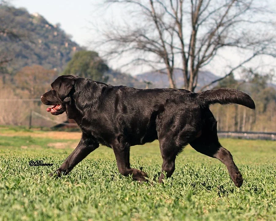 "Jolly" - Our Friendly Labrador — Smoky Mountain Labradors