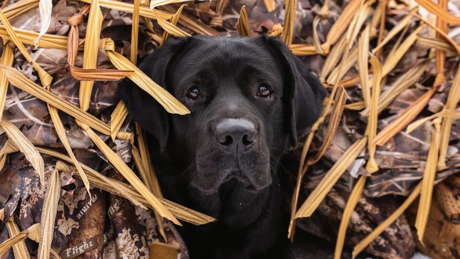 English Labrador Breeders in Tennessee | Smoky Mountain Labradors