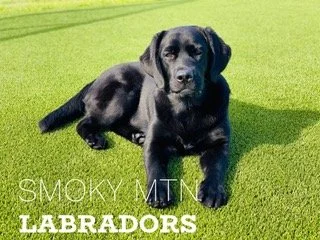The Best of the Breed: Linebreeding vs Inbreeding in Labradors — Smoky ...