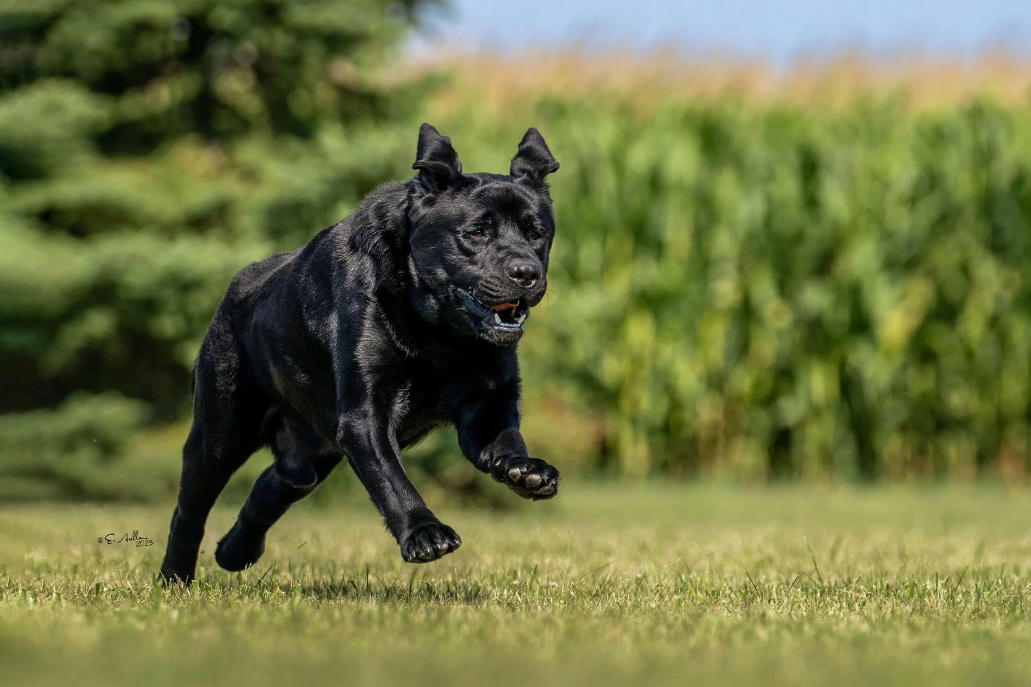 "Dude" - Our Visiting Labrador — Smoky Mountain Labradors