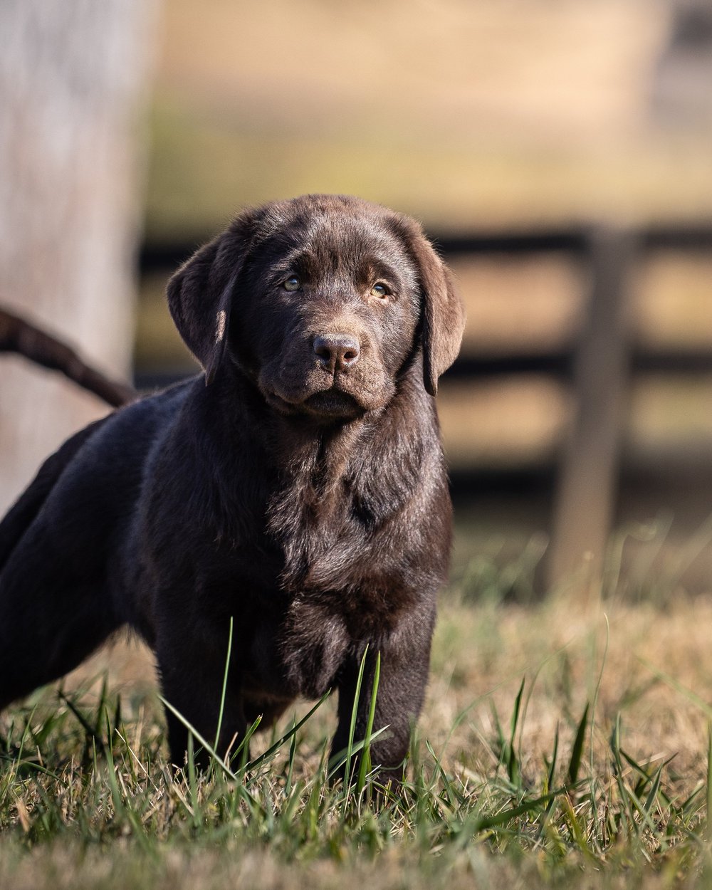 Contact Smoky Mountain Labradors