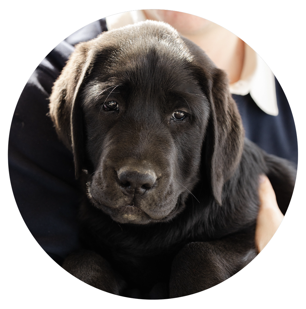 English Lab Puppy Training — Smoky Mountain Labradors