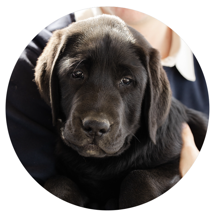 English Lab Puppy Training — Smoky Mountain Labradors
