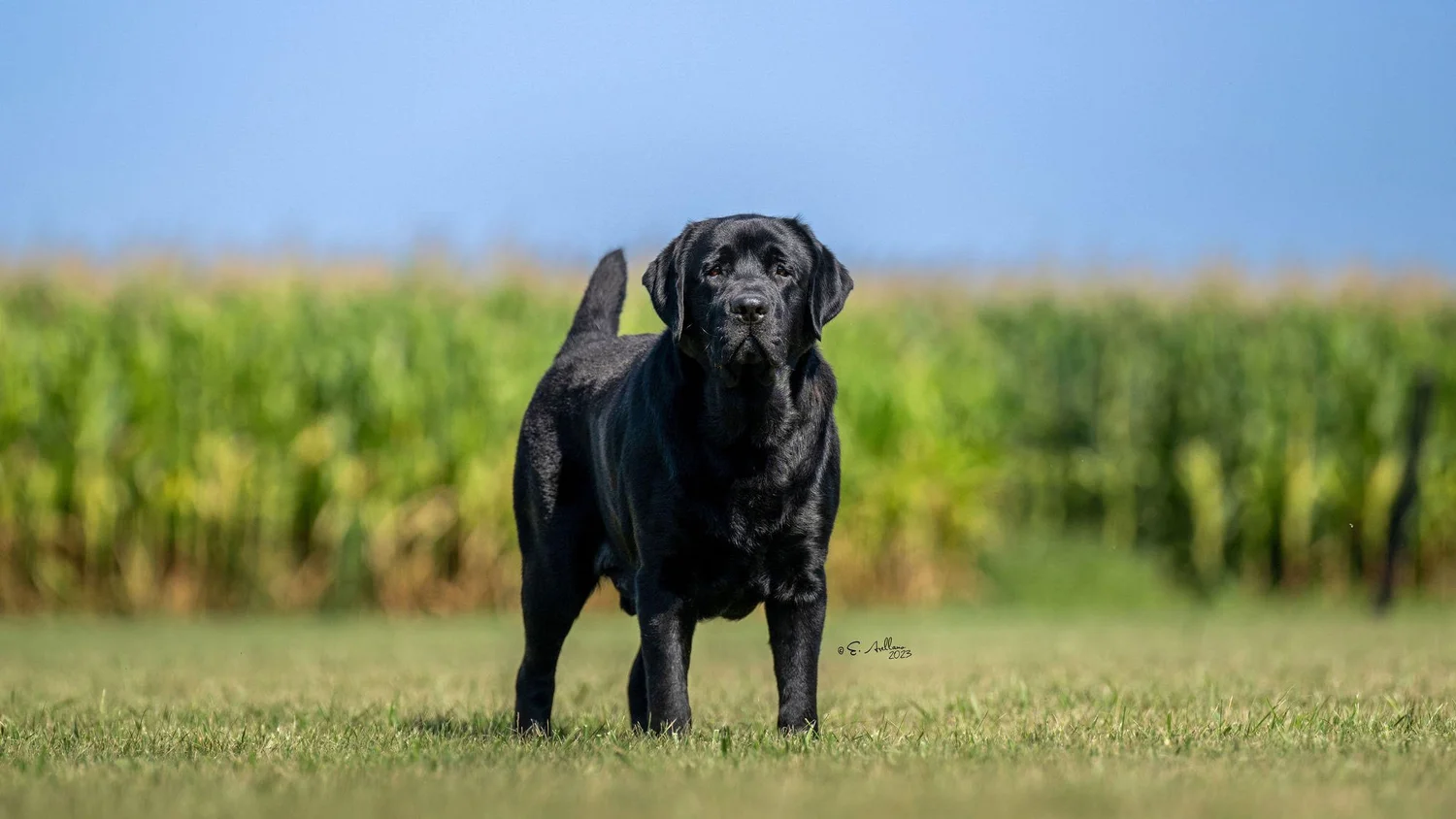 What is an English Labrador Retriever? — Smoky Mountain Labradors
