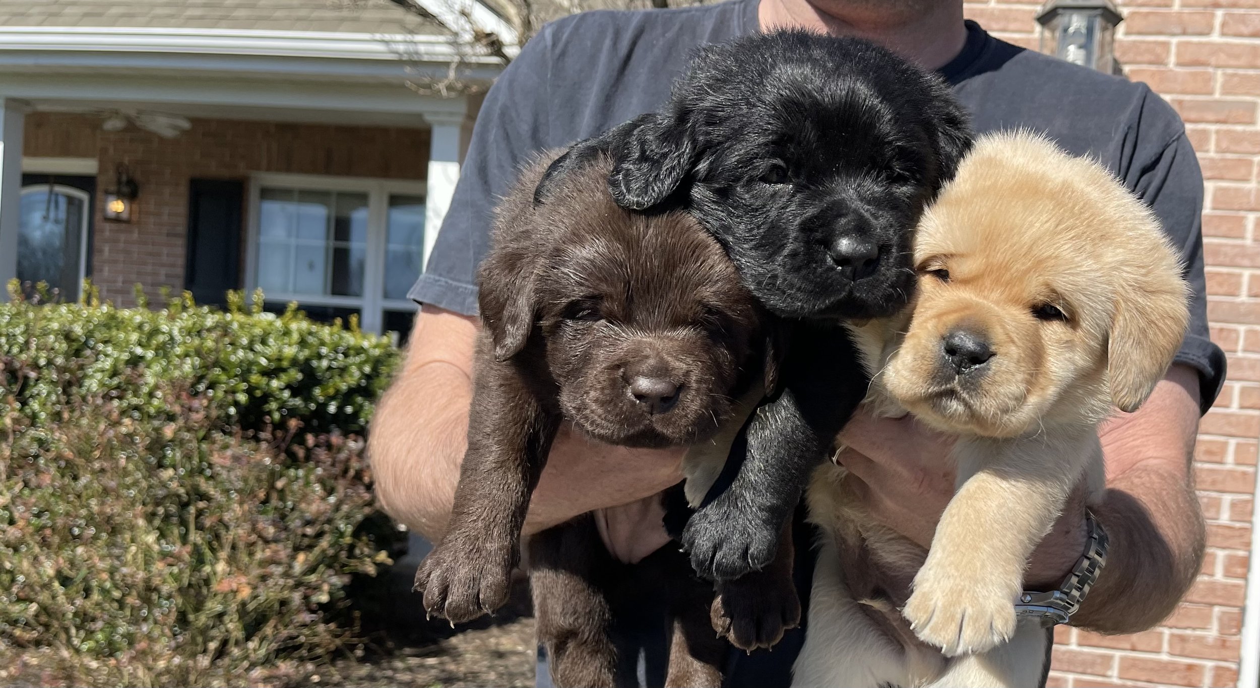 The Best of the Breed: Linebreeding vs Inbreeding in Labradors — Smoky ...