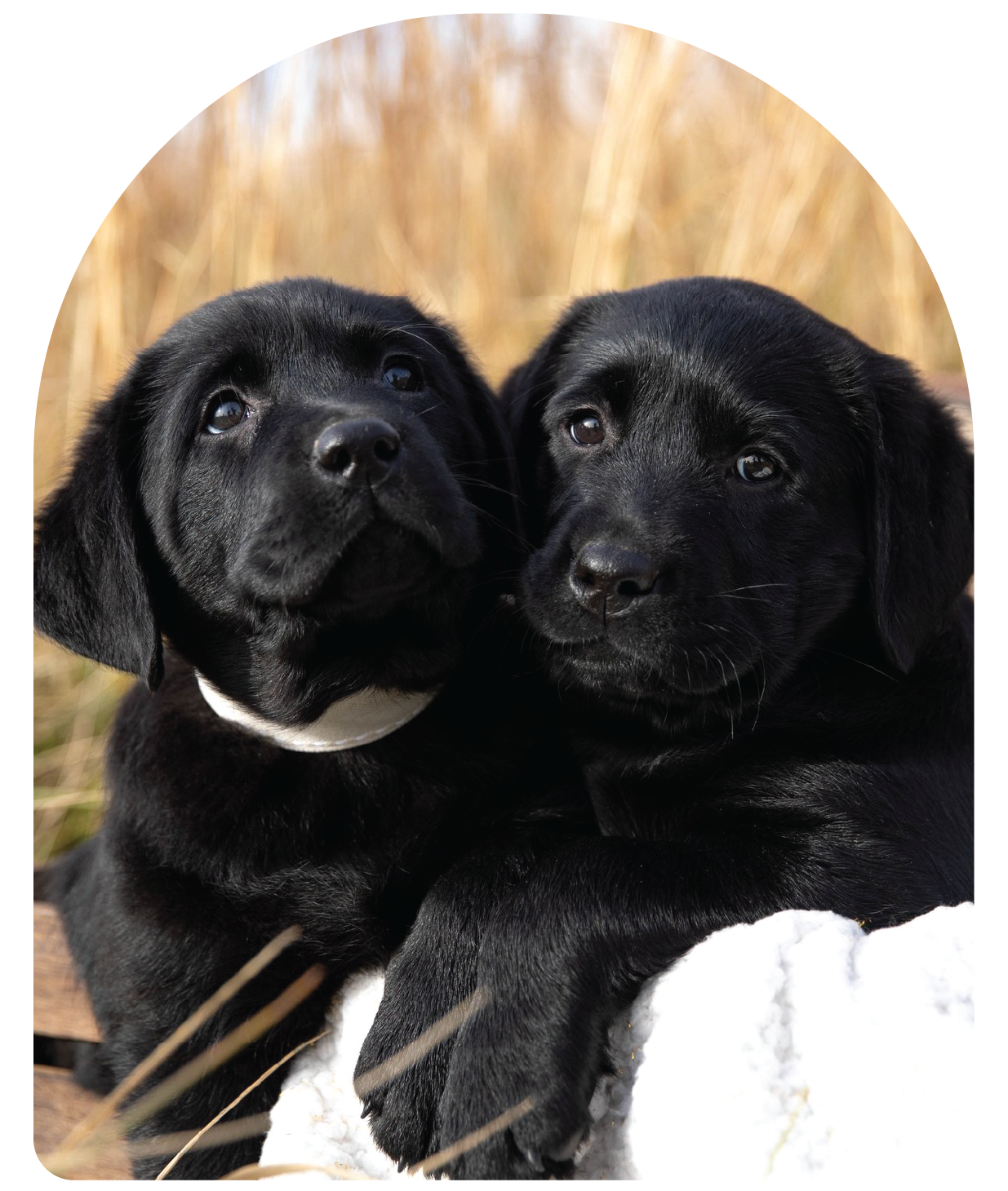 English Labrador Breeders in Tennessee | Smoky Mountain Labradors
