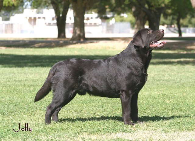 7 Things to Know Before Getting an English Labrador — Smoky Mountain ...