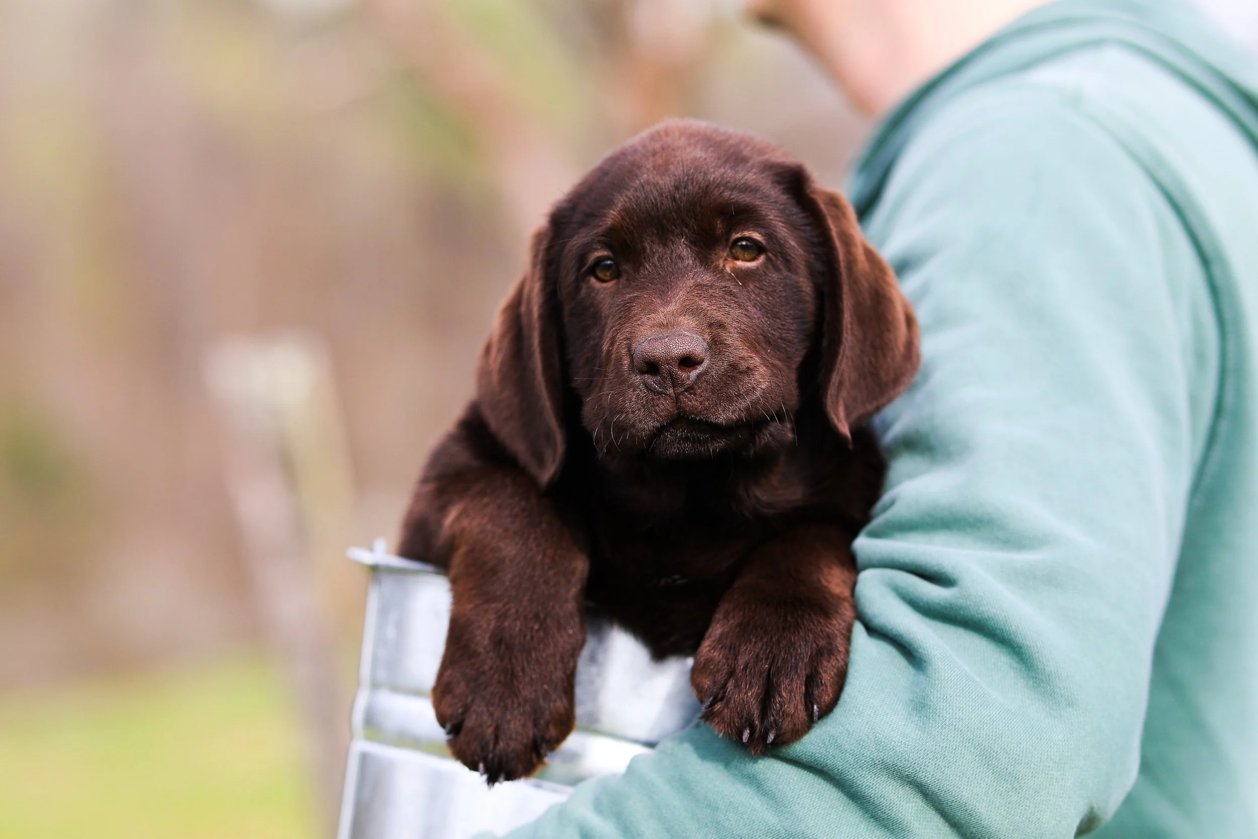 The Truth Behind the Popular Breed: The English Lab Puppy - Is it the ...