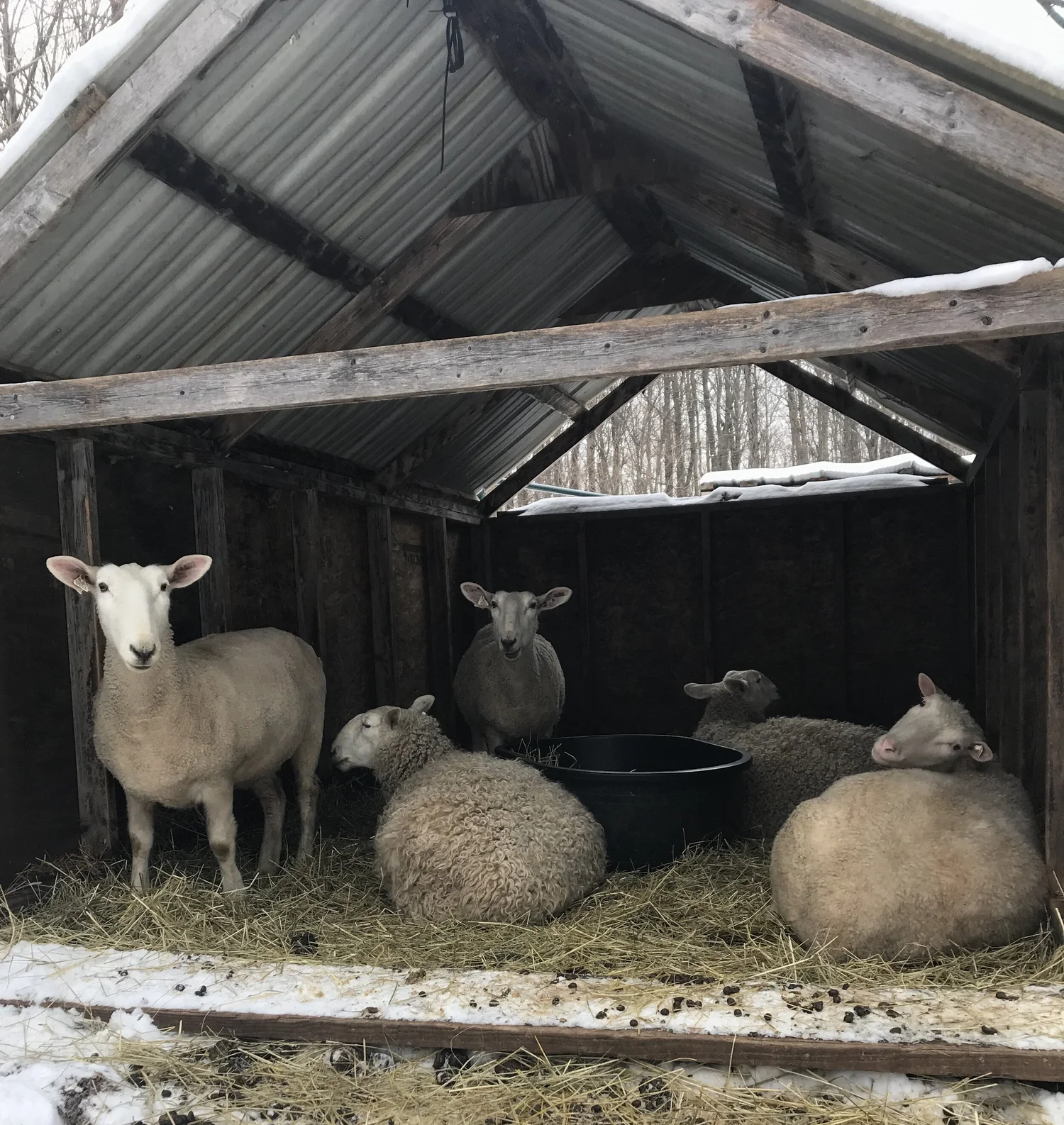 Yankee Rock Farm, LLC
