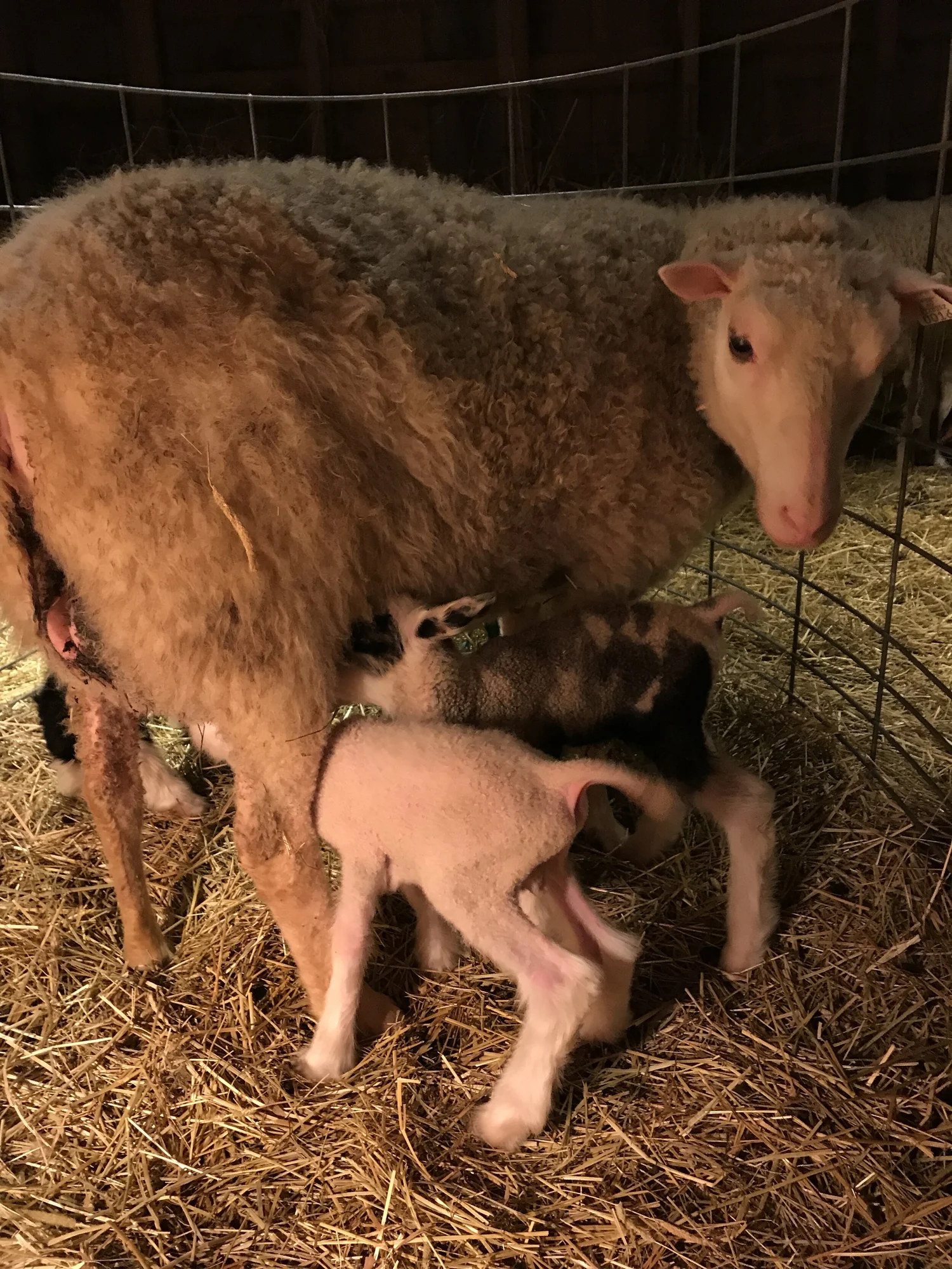 Border Leicesters and Finns — Yankee Rock Farm, LLC